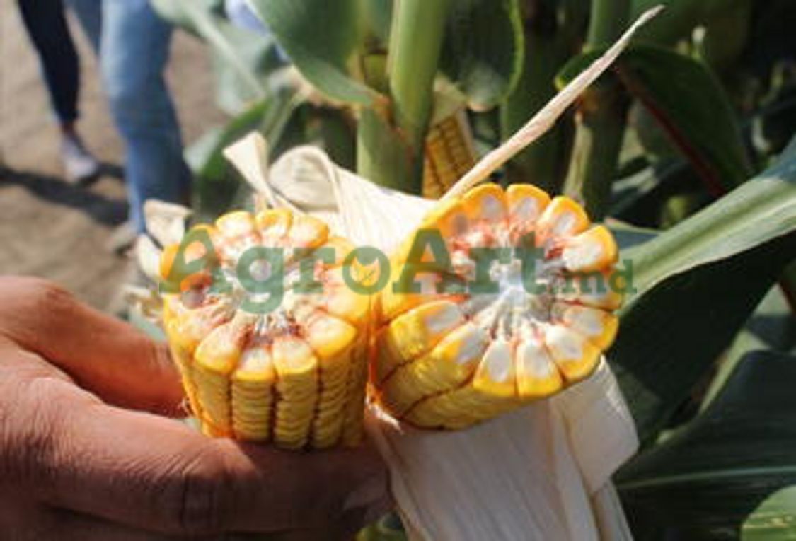Купить Веритас F1 (50000 семян) AGR-VER в интернет магазине AgroArt.md